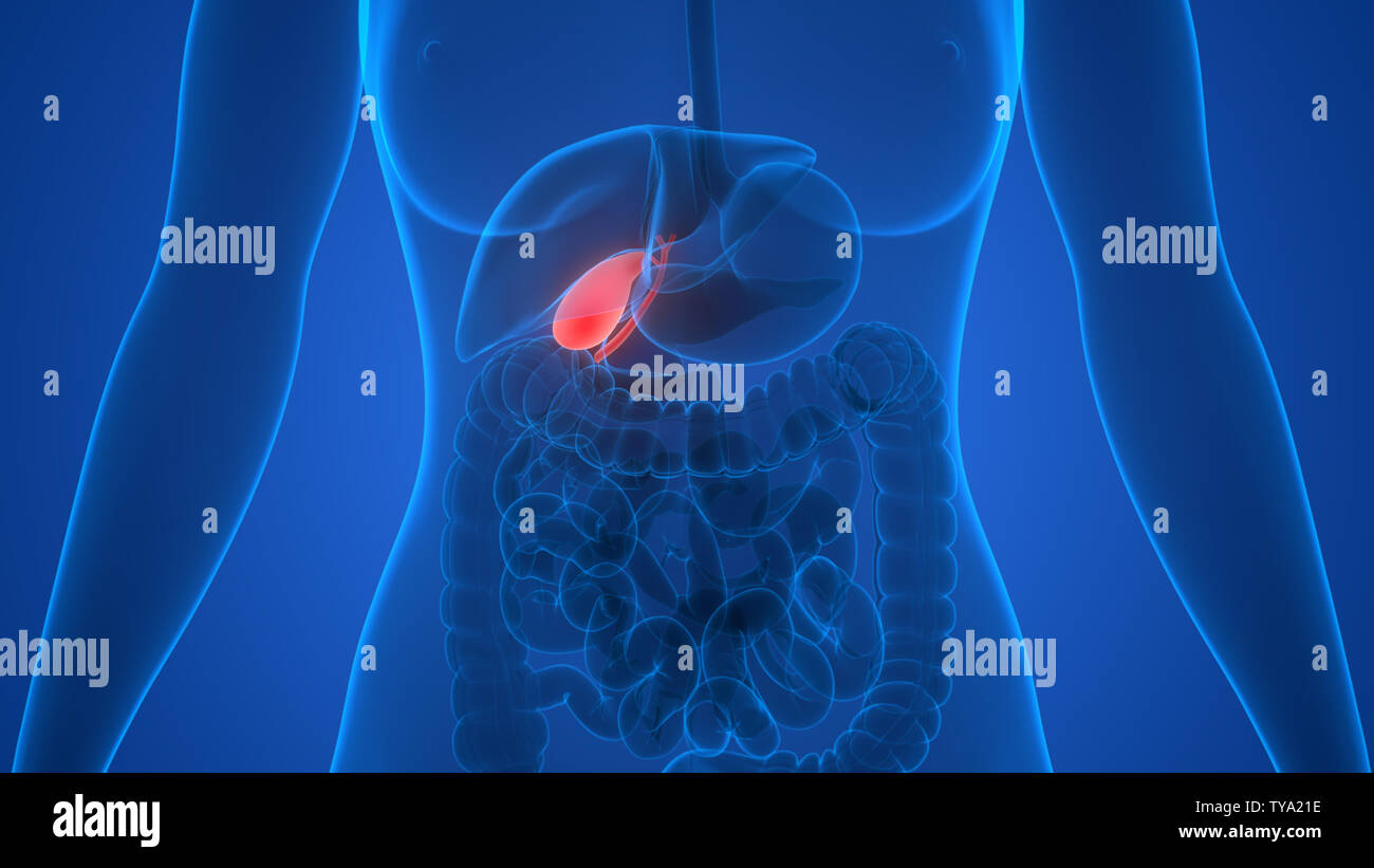 Menschliche innere Organe Gallenblase Anatomie Stockfotografie - Alamy