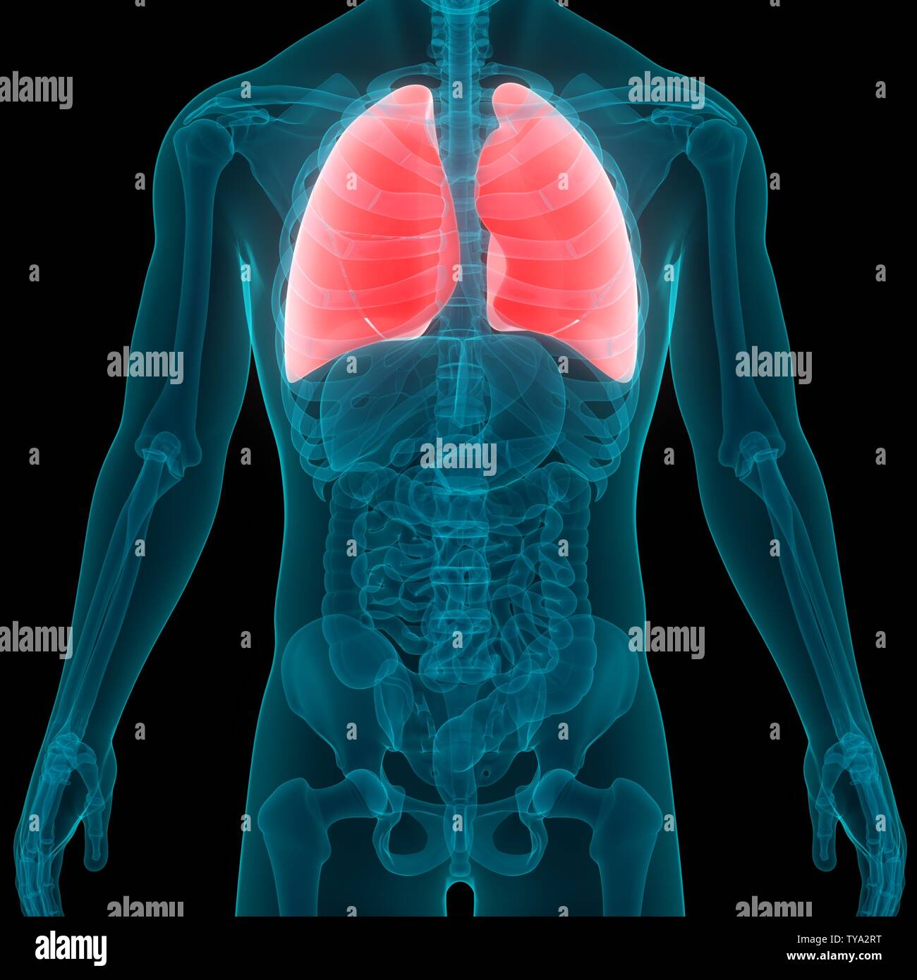 Menschliche Atmungssystem Lungen Anatomie Stockfotografie - Alamy