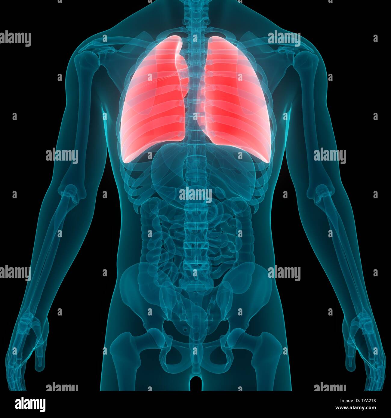 Menschliche Atmungssystem Lungen Anatomie Stockfotografie - Alamy