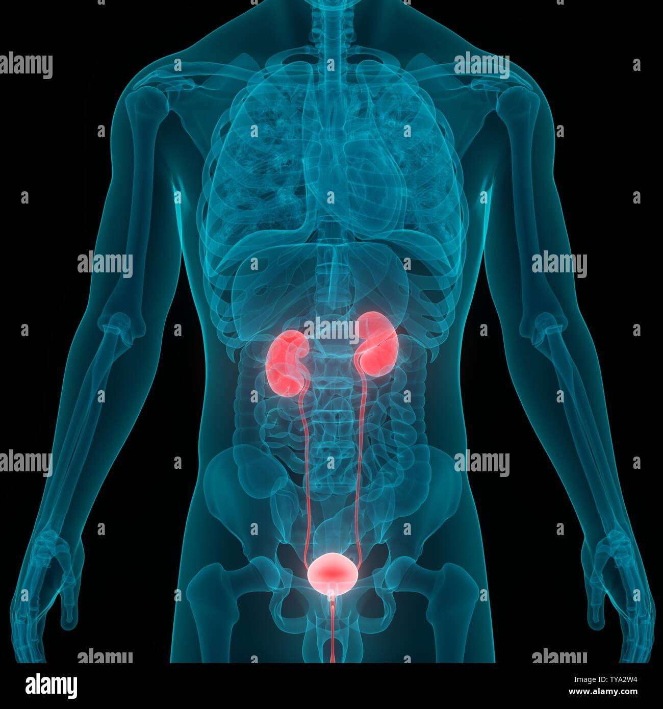 Die harnblase und die harnröhre -Fotos und -Bildmaterial in hoher ...