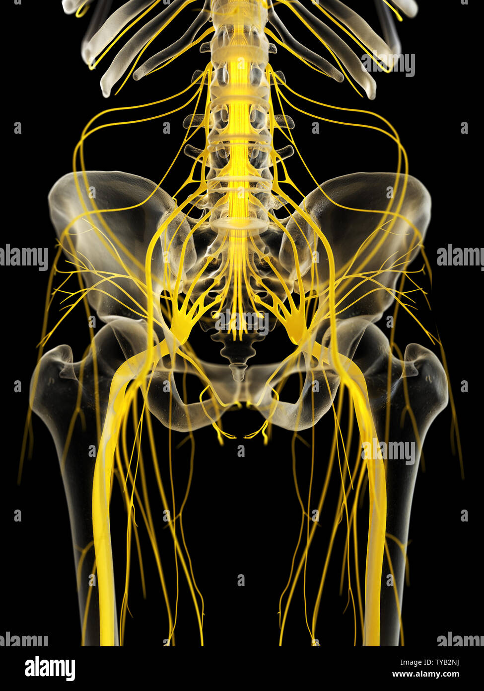Nerves pelvis -Fotos und -Bildmaterial in hoher Auflösung - Seite 2 - Alamy