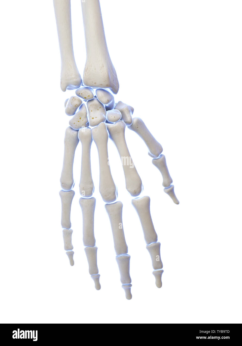 Distale handwurzelknochen -Fotos und -Bildmaterial in hoher Auflösung ...