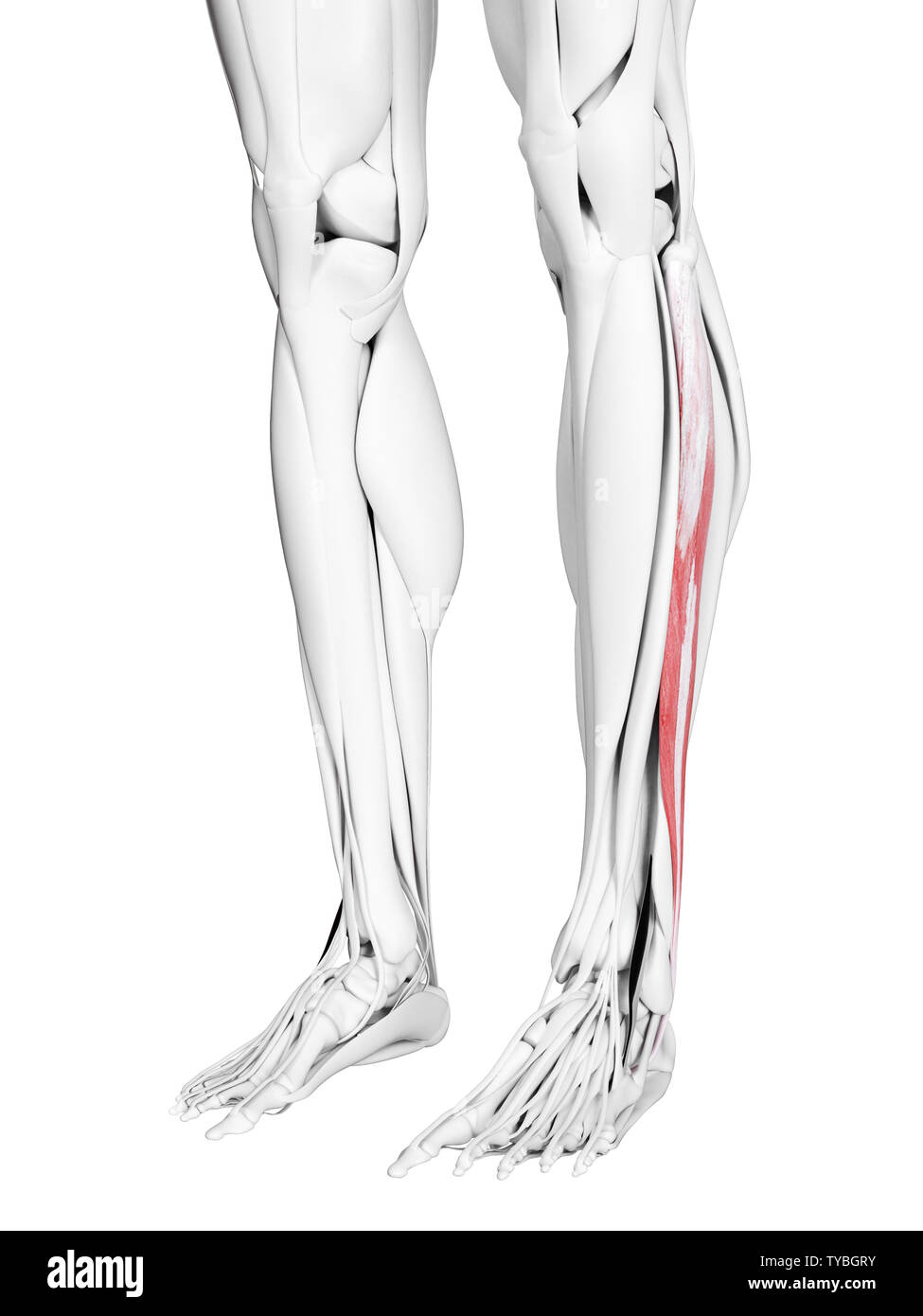 Peroneus Longus Stockfotos und -bilder Kaufen - Alamy