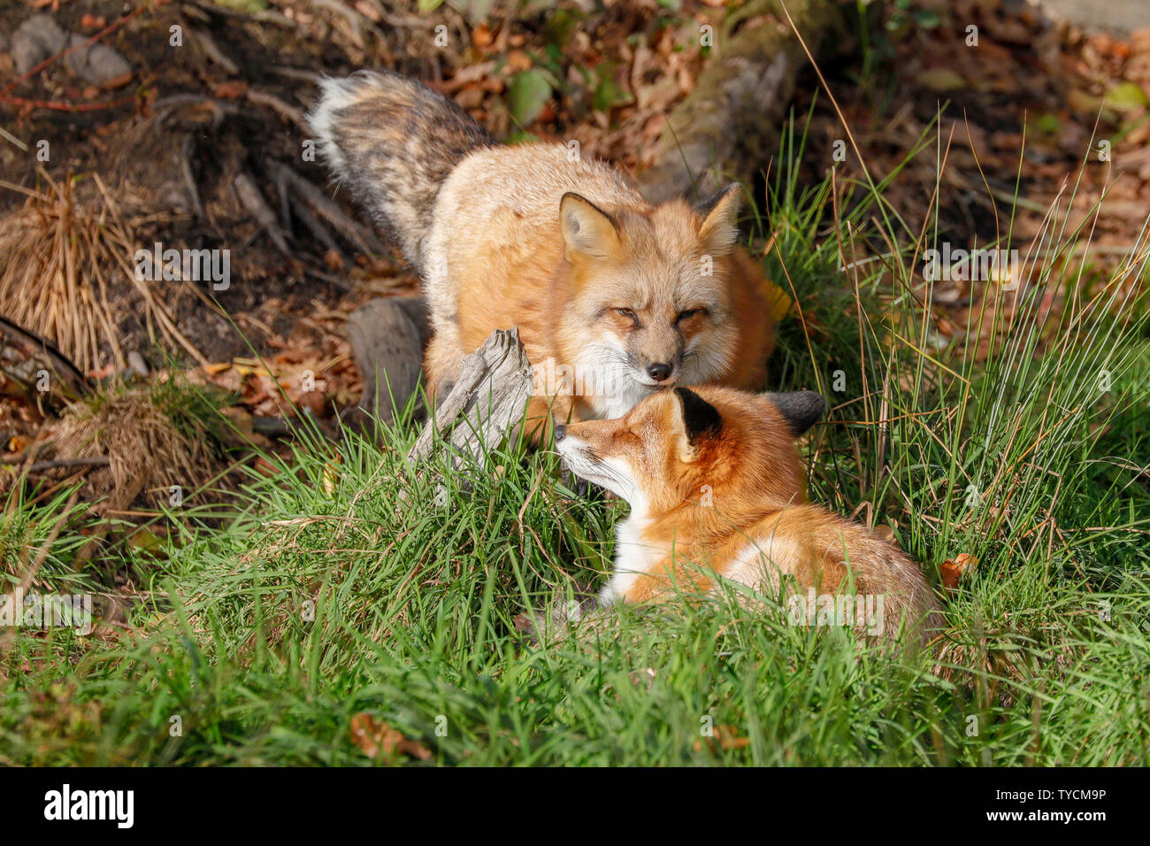 Fuchs paar -Fotos und -Bildmaterial in hoher Auflösung – Alamy