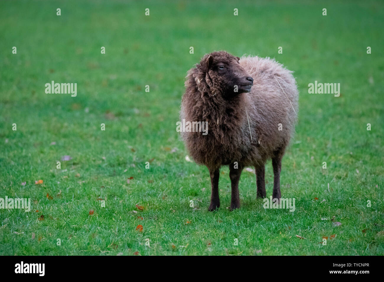 Ouessant schaf -Fotos und -Bildmaterial in hoher Auflösung – Alamy