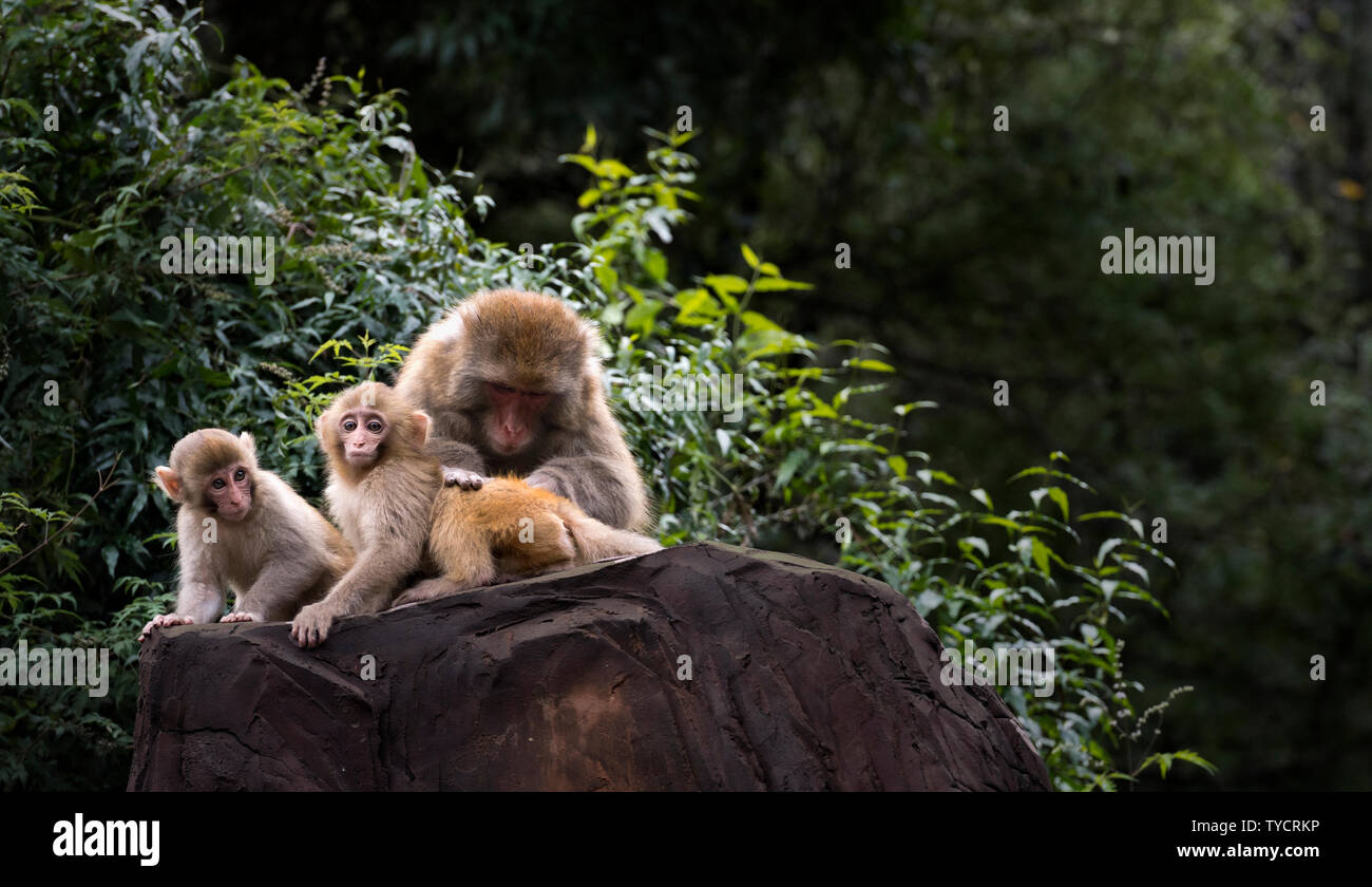 Primate animal monkey jumping -Fotos und -Bildmaterial in hoher ...