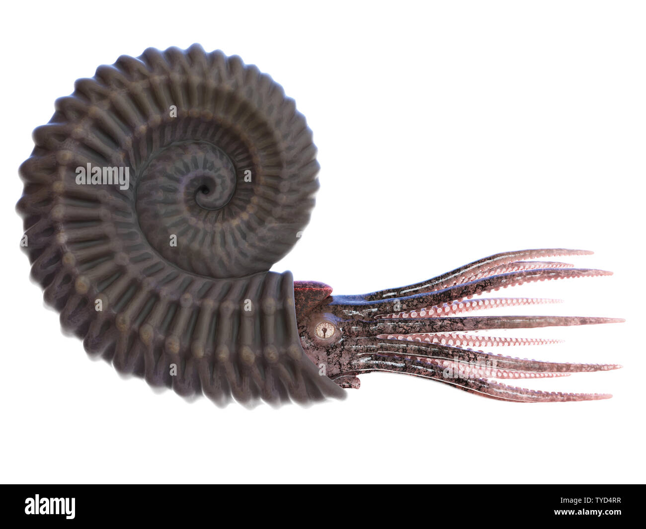 Ammonite illustration -Fotos und -Bildmaterial in hoher Auflösung – Alamy