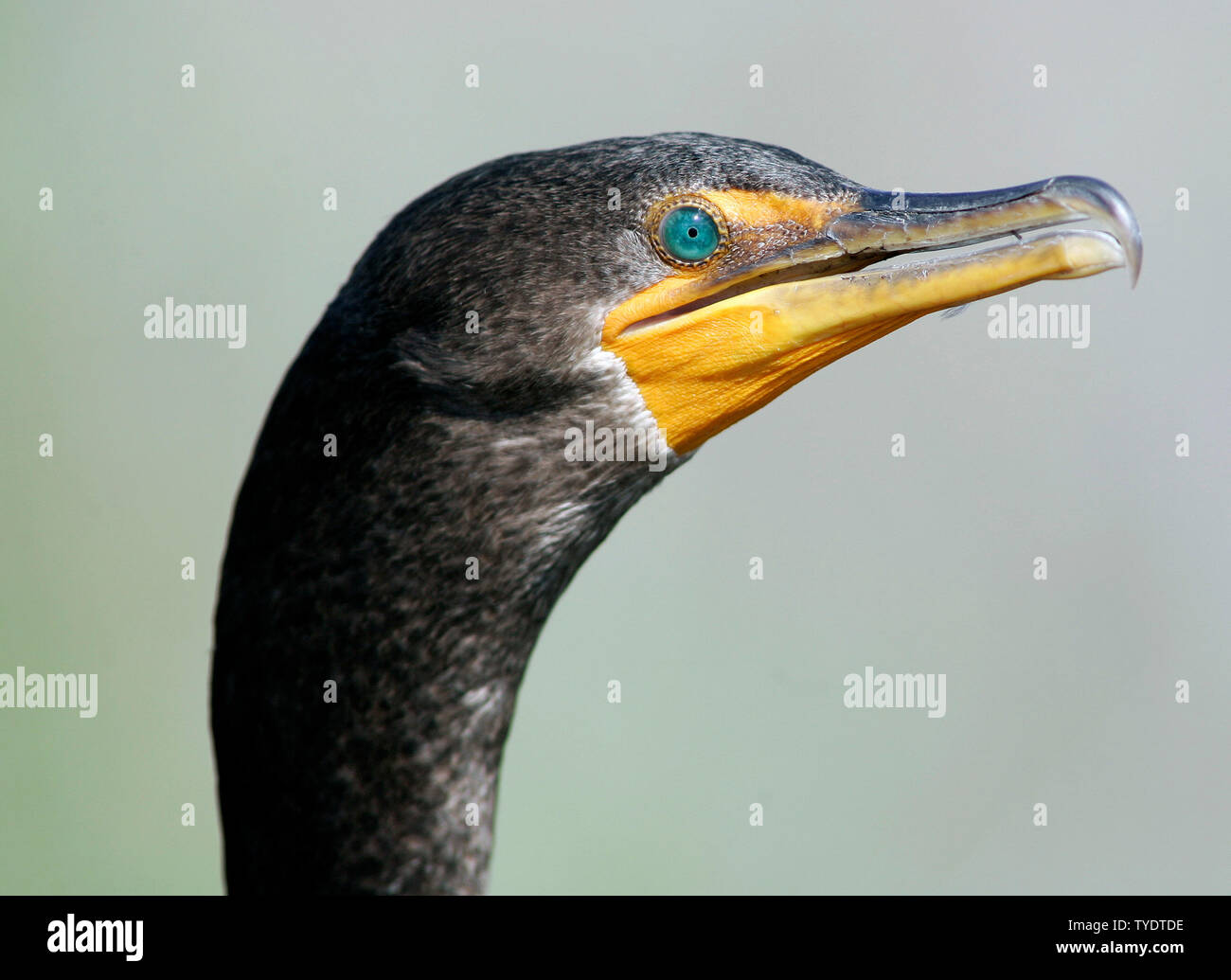 Ein Kormoran im Royal Palm Area der Everglades National Park, der Park ...