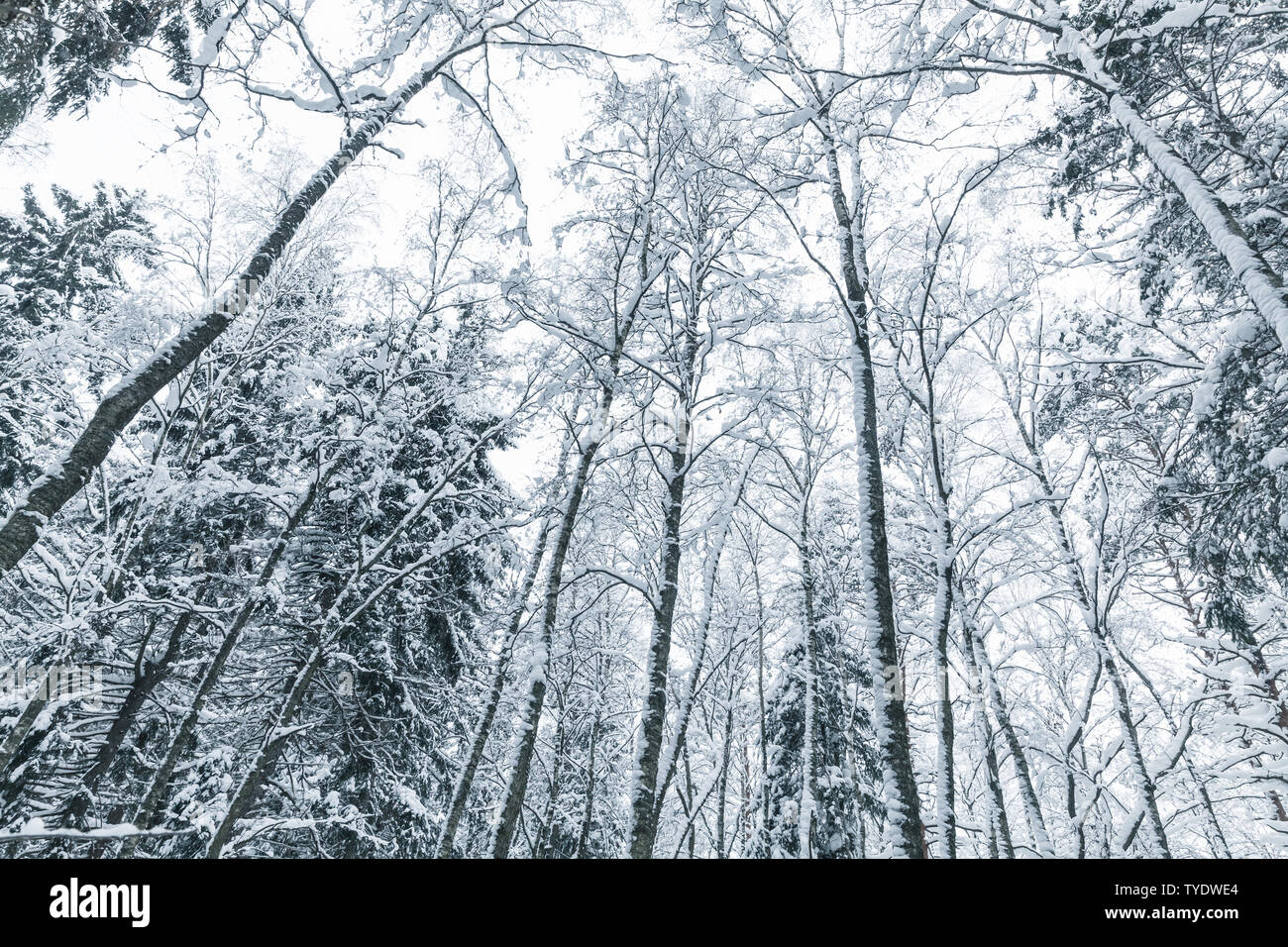 Wald Natur Verschneit Kalt Stockfotos und -bilder Kaufen - Alamy