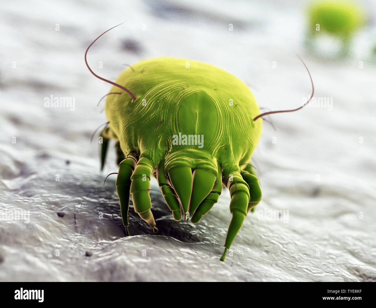 Dust mite -Fotos und -Bildmaterial in hoher Auflösung – Alamy