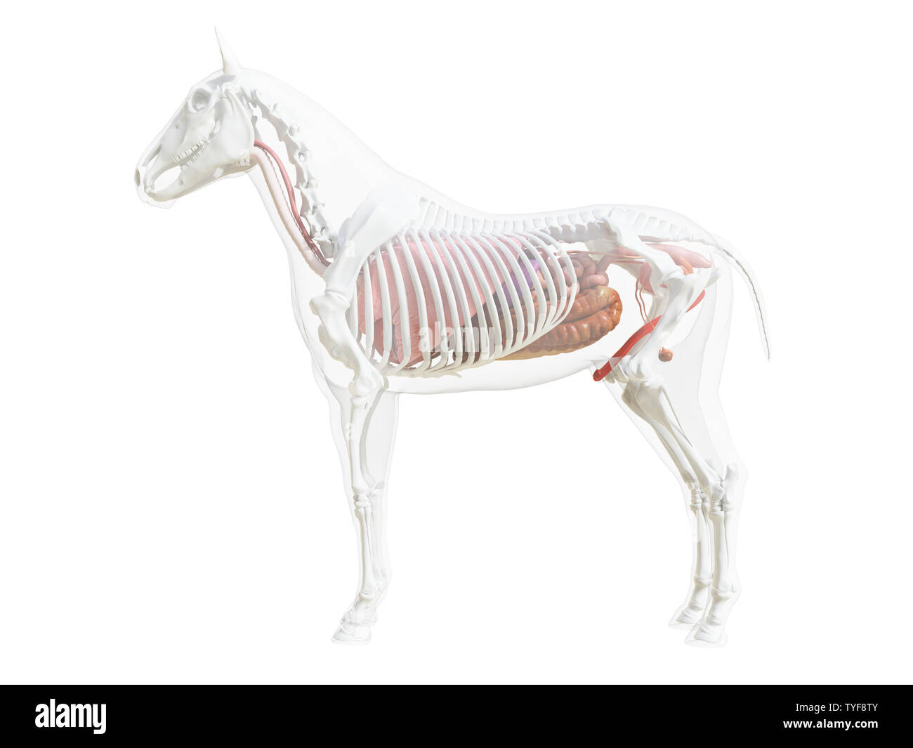 Pferd anatomie darm Ausgeschnittene Stockfotos und -bilder - Alamy