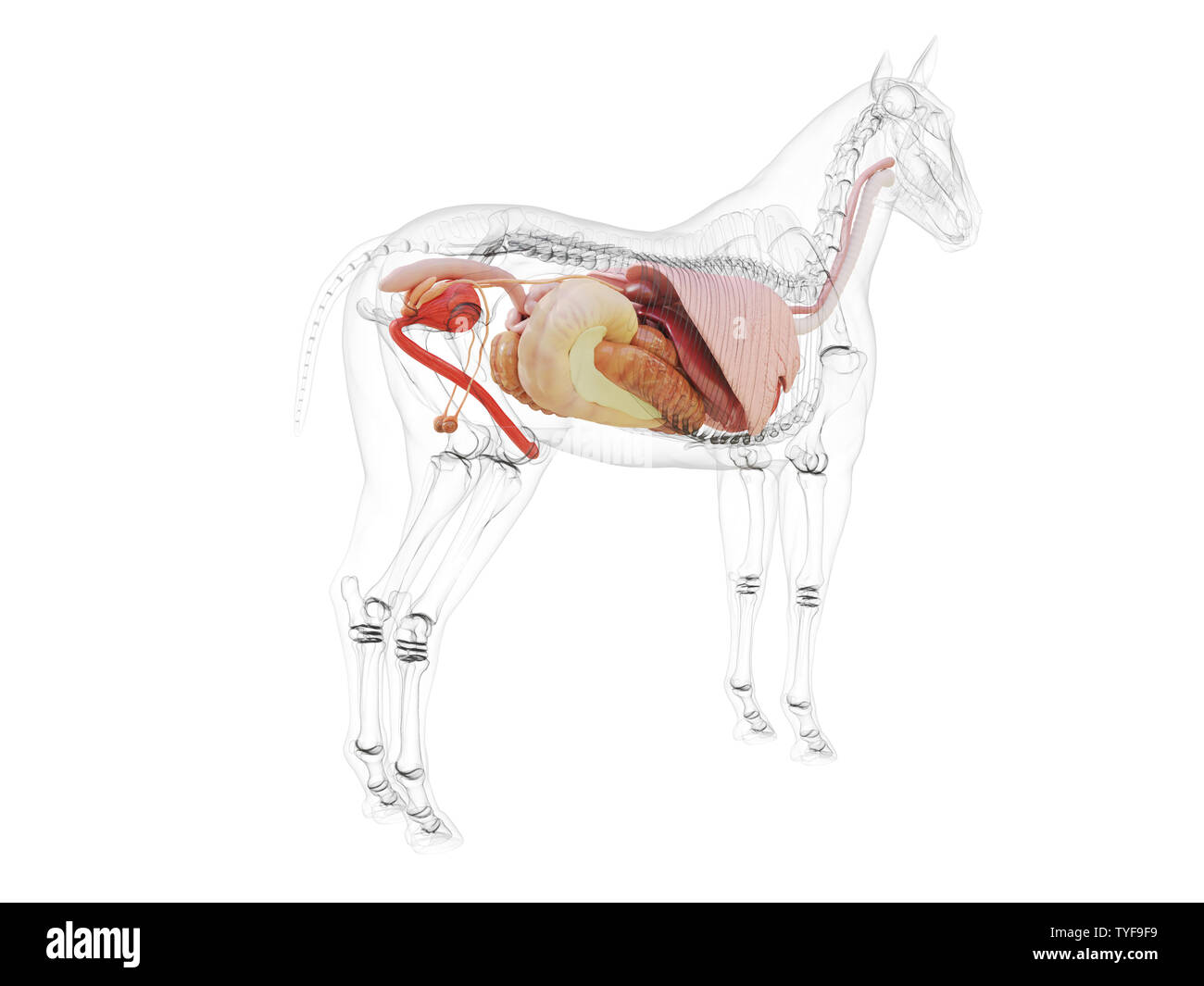Pferd anatomie darm -Fotos und -Bildmaterial in hoher Auflösung – Alamy