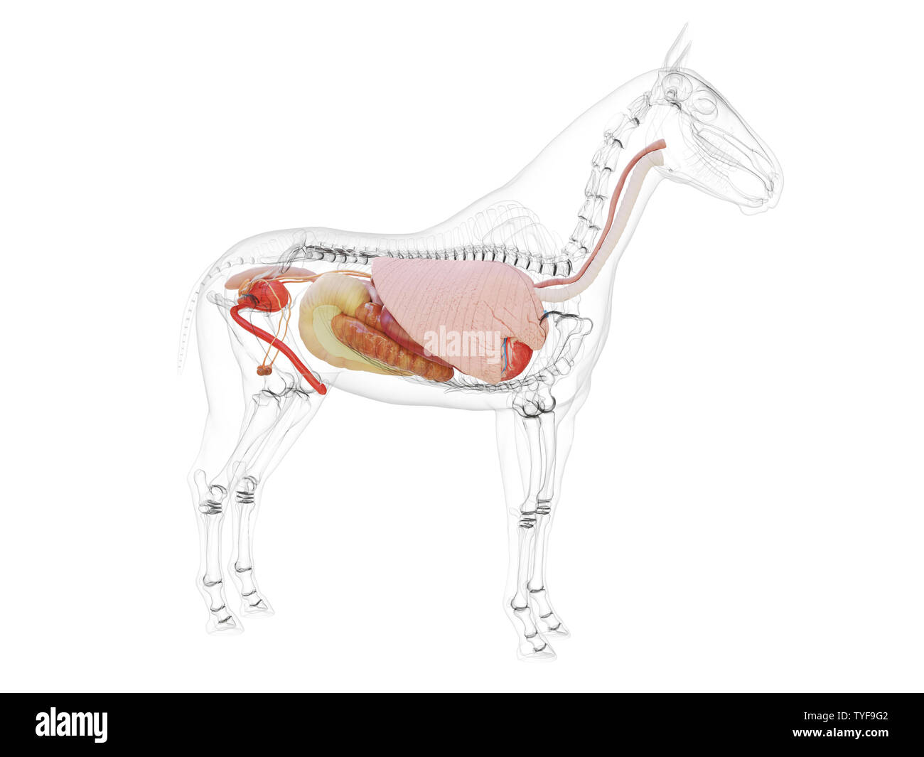 Anatomie Pferd Skelett 3d Stockfotos und -bilder Kaufen - Alamy