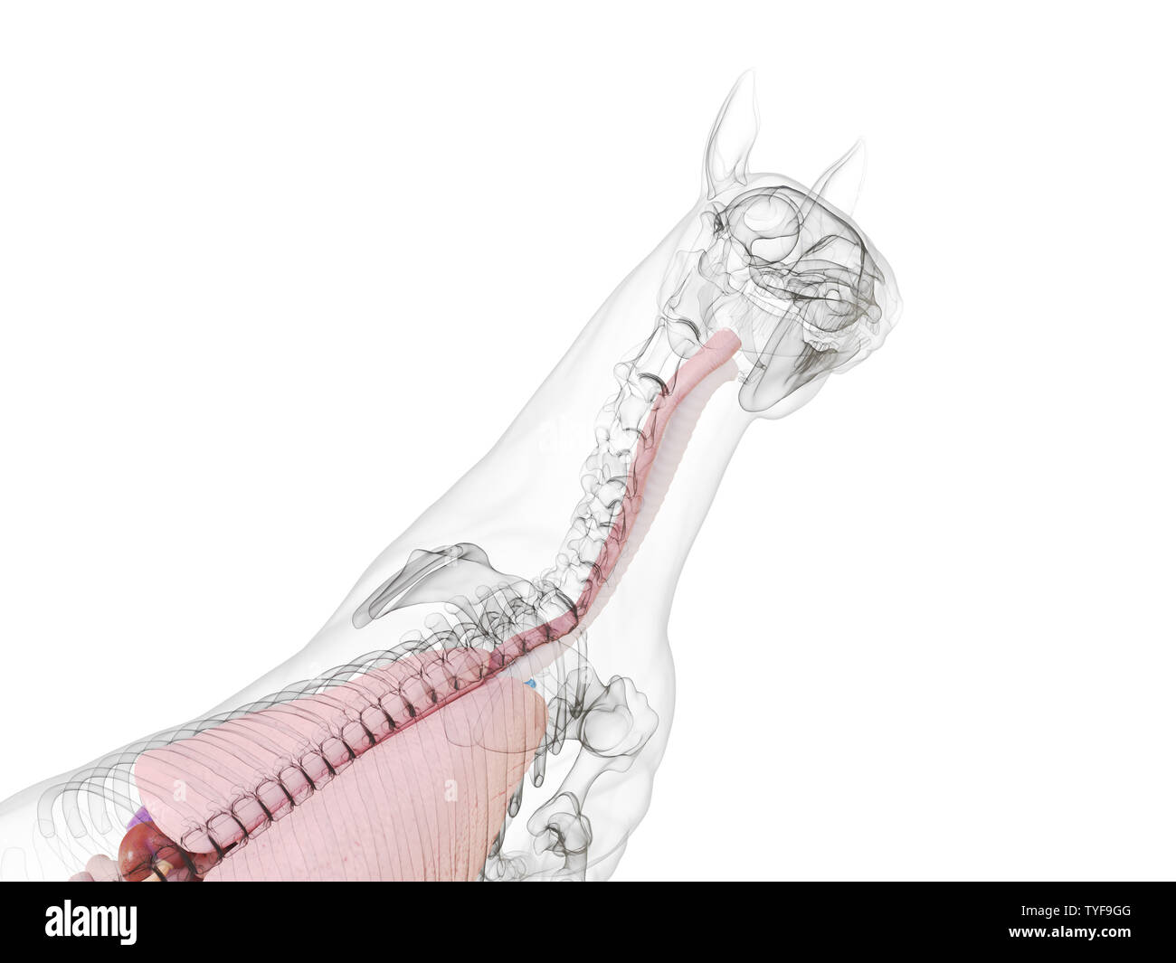 Pferd anatomie darm -Fotos und -Bildmaterial in hoher Auflösung – Alamy