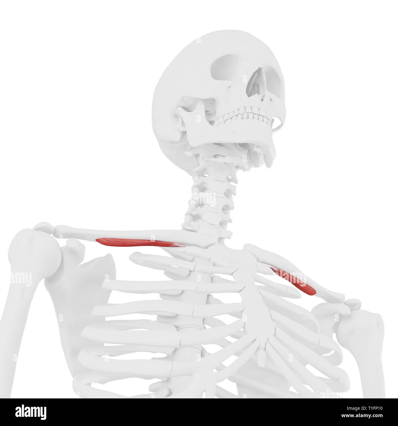 Músculo subclavio -Fotos und -Bildmaterial in hoher Auflösung – Alamy