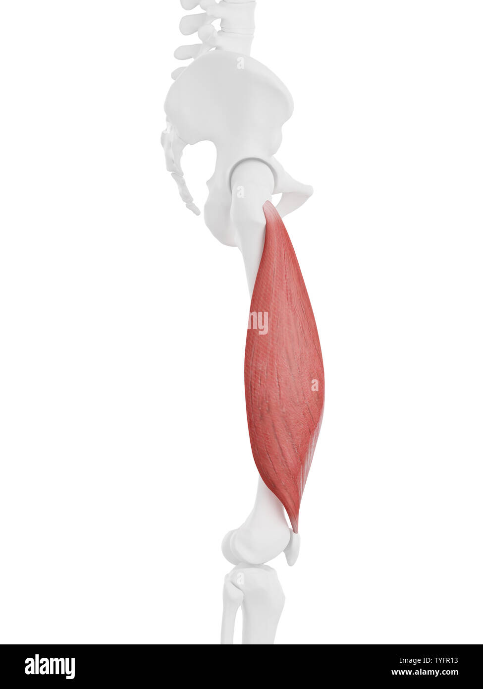 Vastus lateralis muscle -Fotos und -Bildmaterial in hoher Auflösung ...