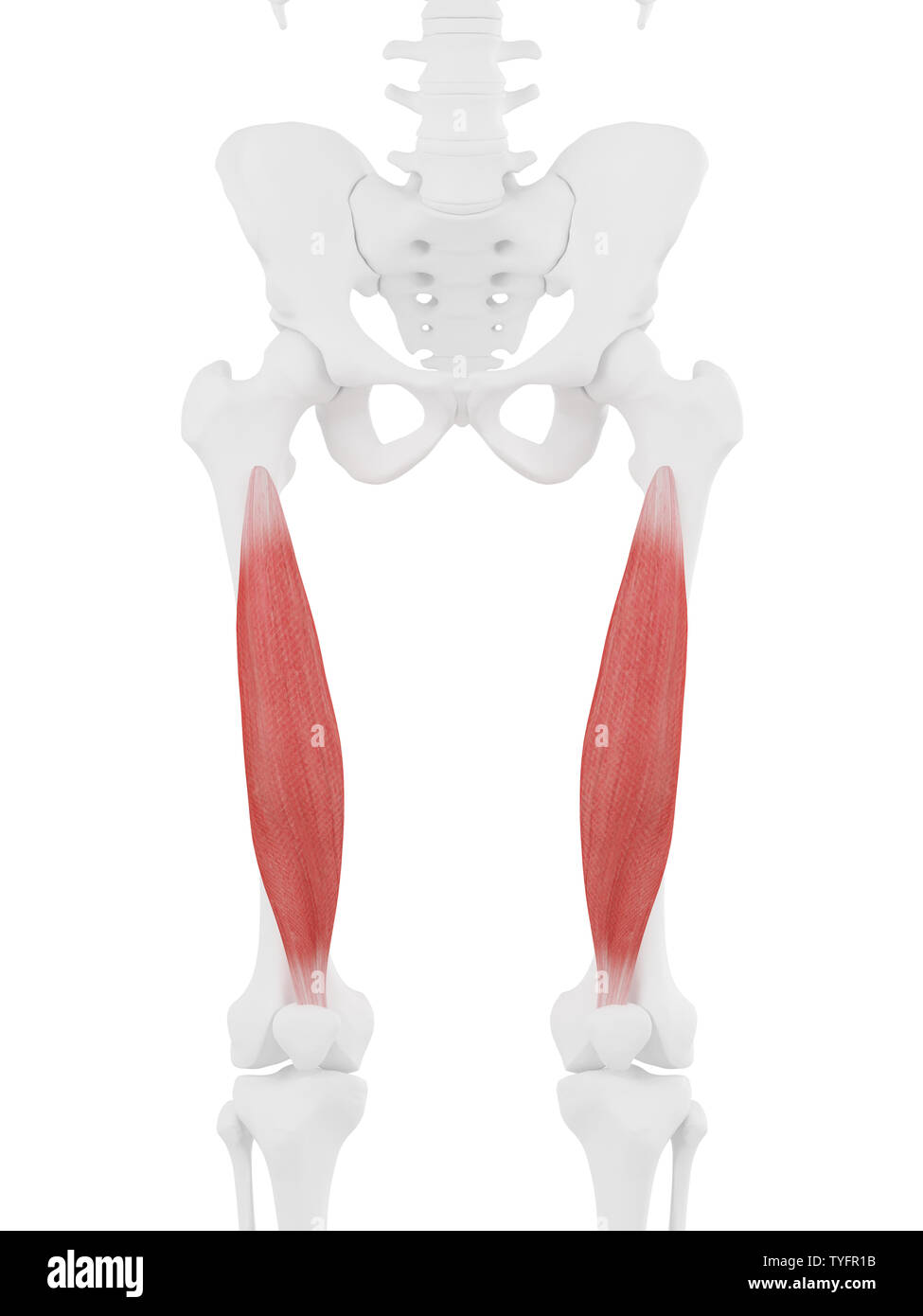 Vastus intermedius muskel -Fotos und -Bildmaterial in hoher Auflösung ...