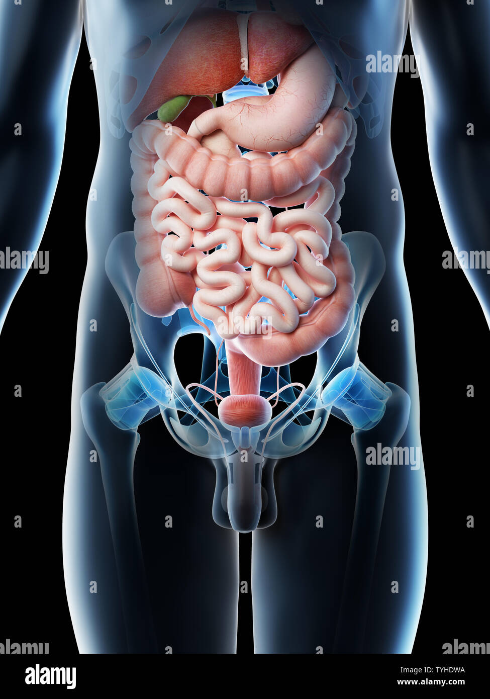 Abdominal Organs Stockfotos und -bilder Kaufen - Alamy