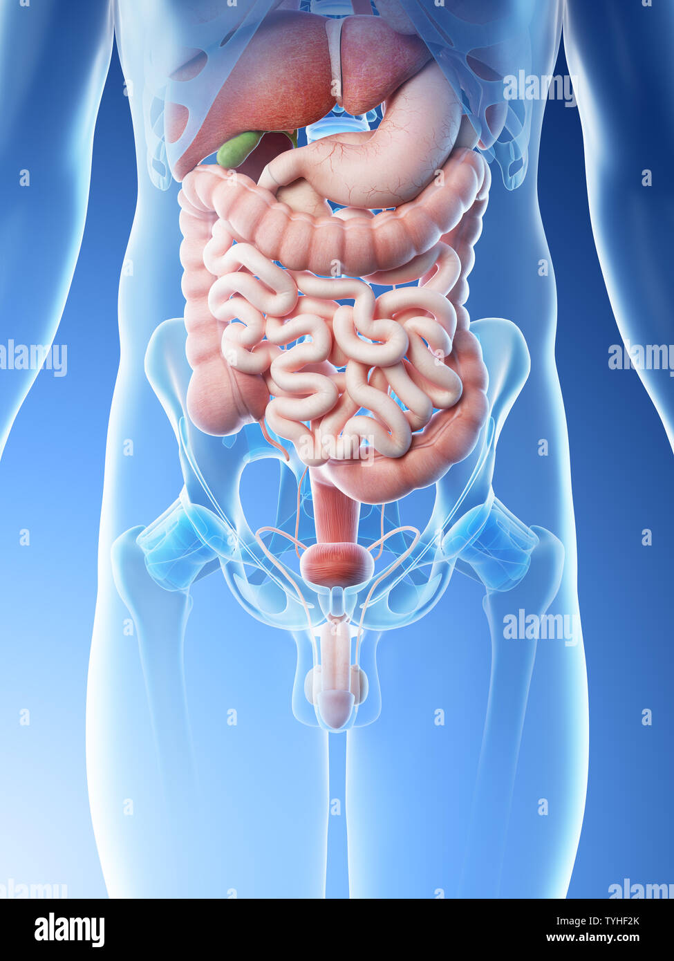 Abdominal organs -Fotos und -Bildmaterial in hoher Auflösung – Alamy
