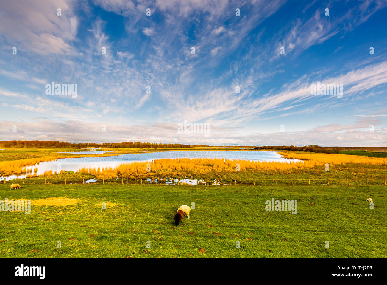 Nordsee Landschaft hinter dem Deich: Hier war einst das Meer. Die neu ...