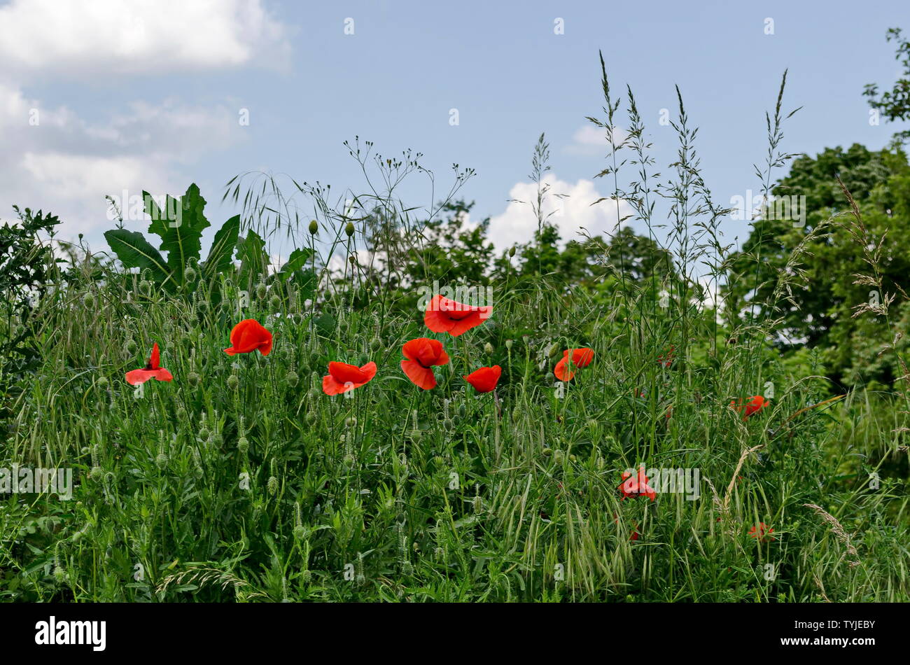Frisches Gras Feld mit blühen und grünen oder roten Mohn Papaver ...