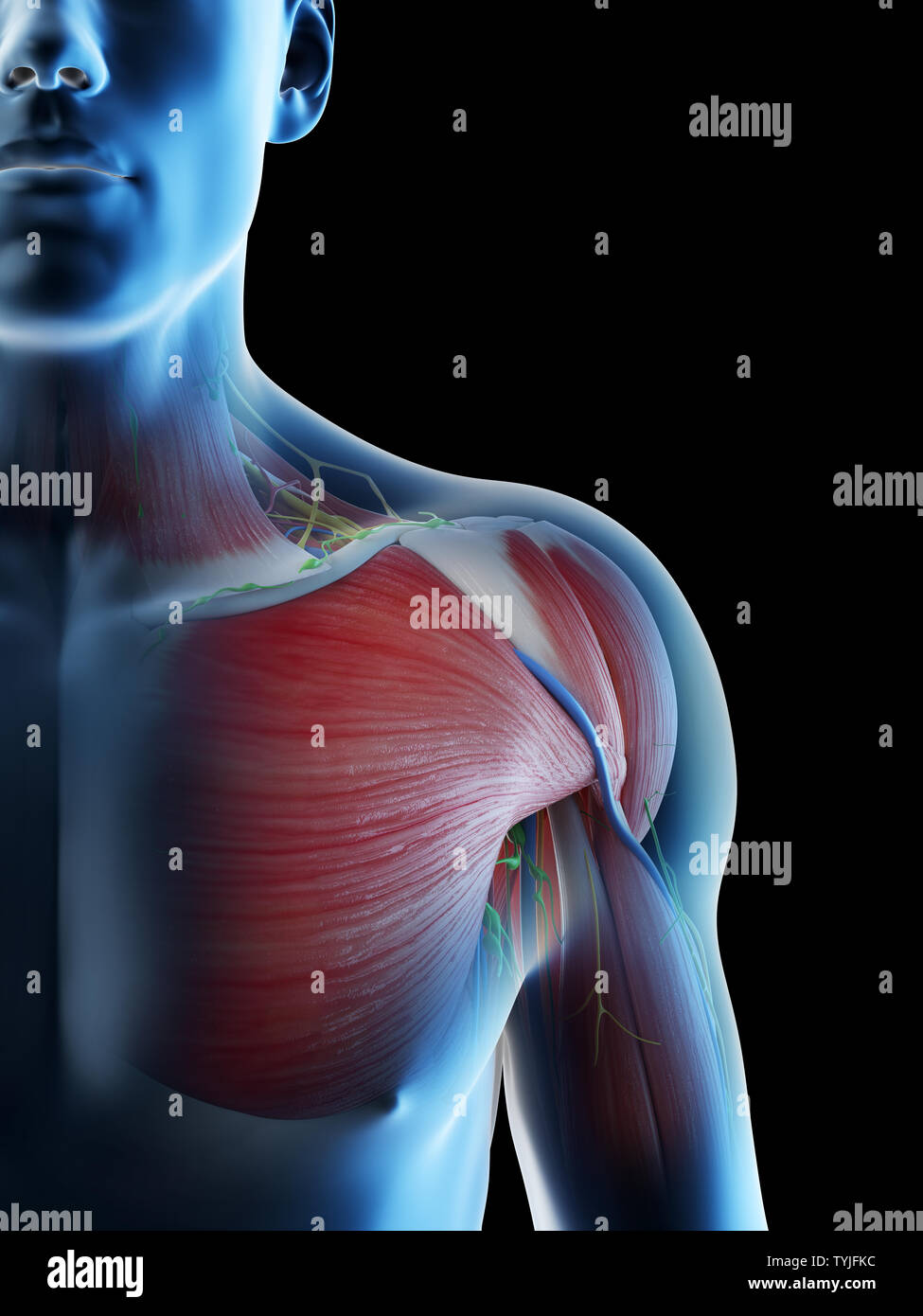 Anatomie des muscles masculins -Fotos und -Bildmaterial in hoher ...