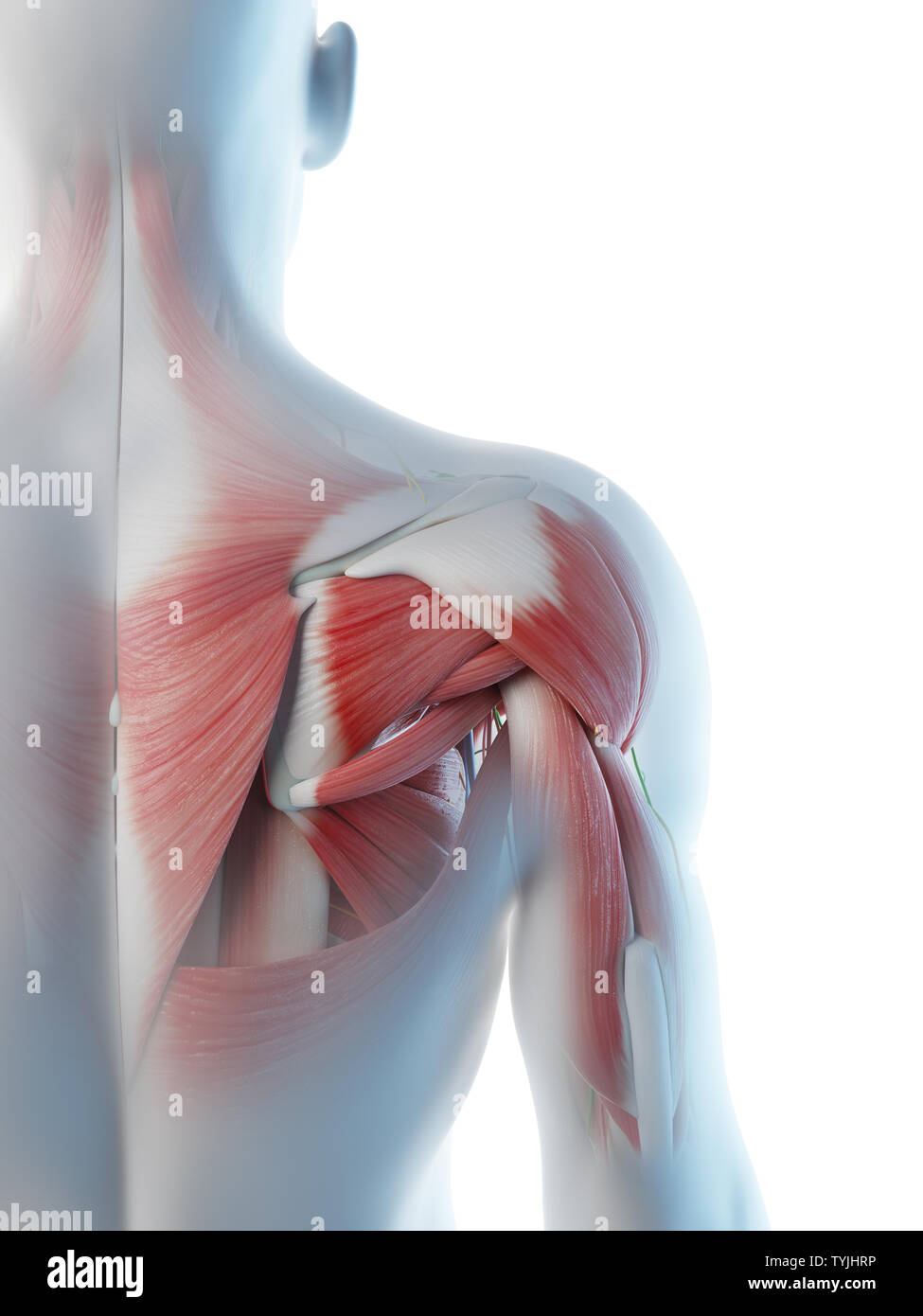 Anatomie des muscles masculins -Fotos und -Bildmaterial in hoher ...