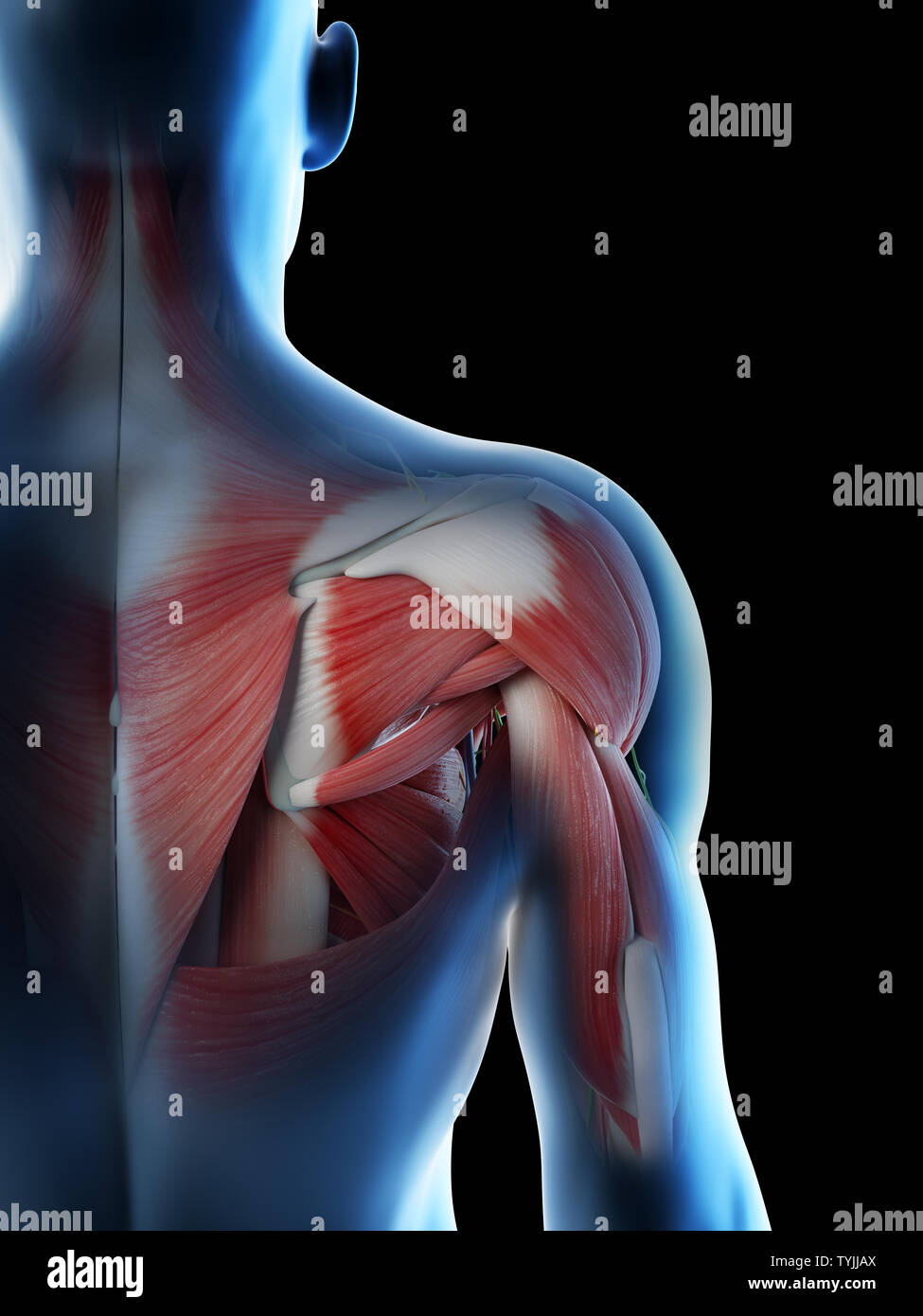 Anatomie des muscles masculins -Fotos und -Bildmaterial in hoher ...