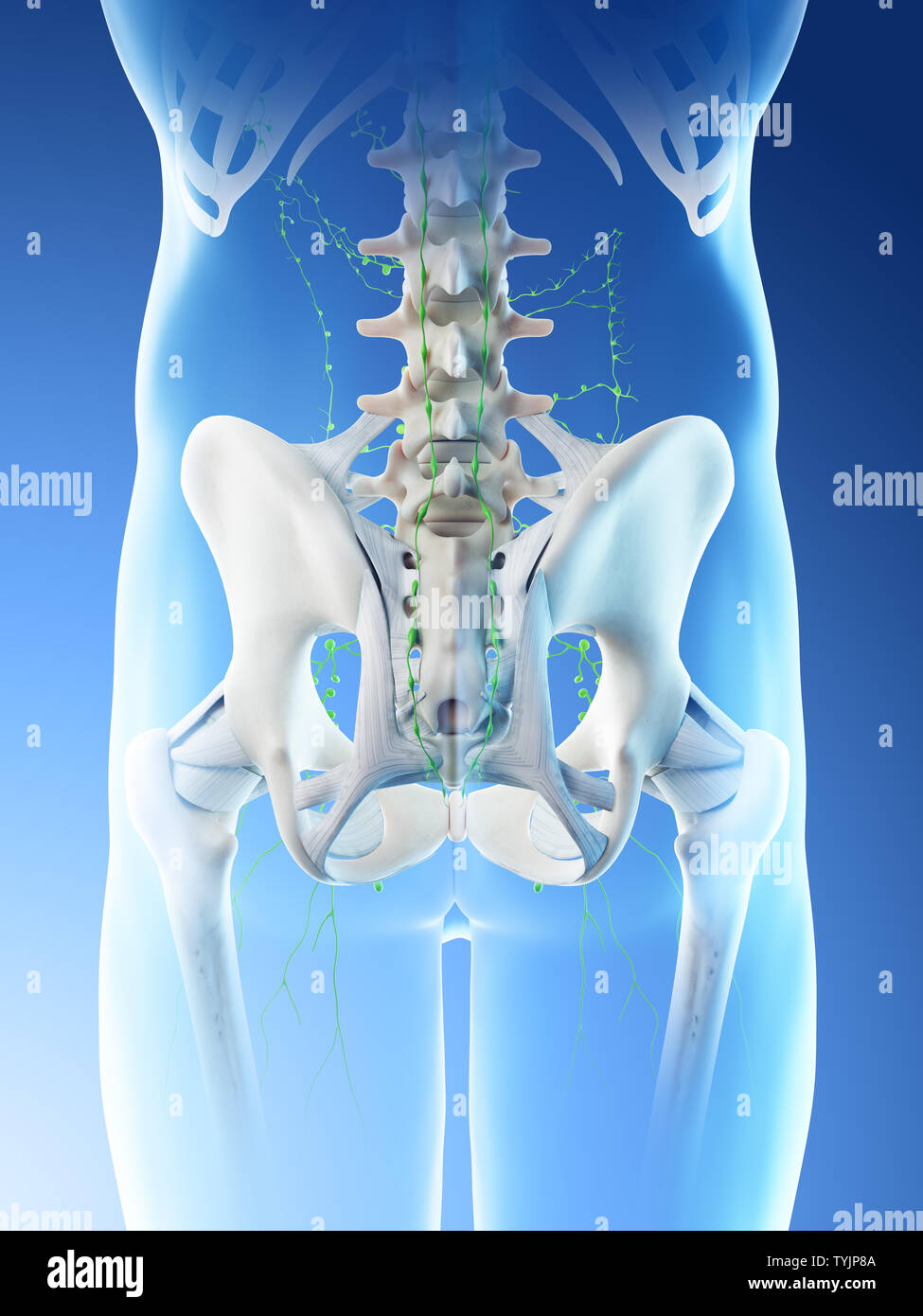 3D-Darstellung eines mans Lymphknoten im Beckenbereich Stockfotografie ...