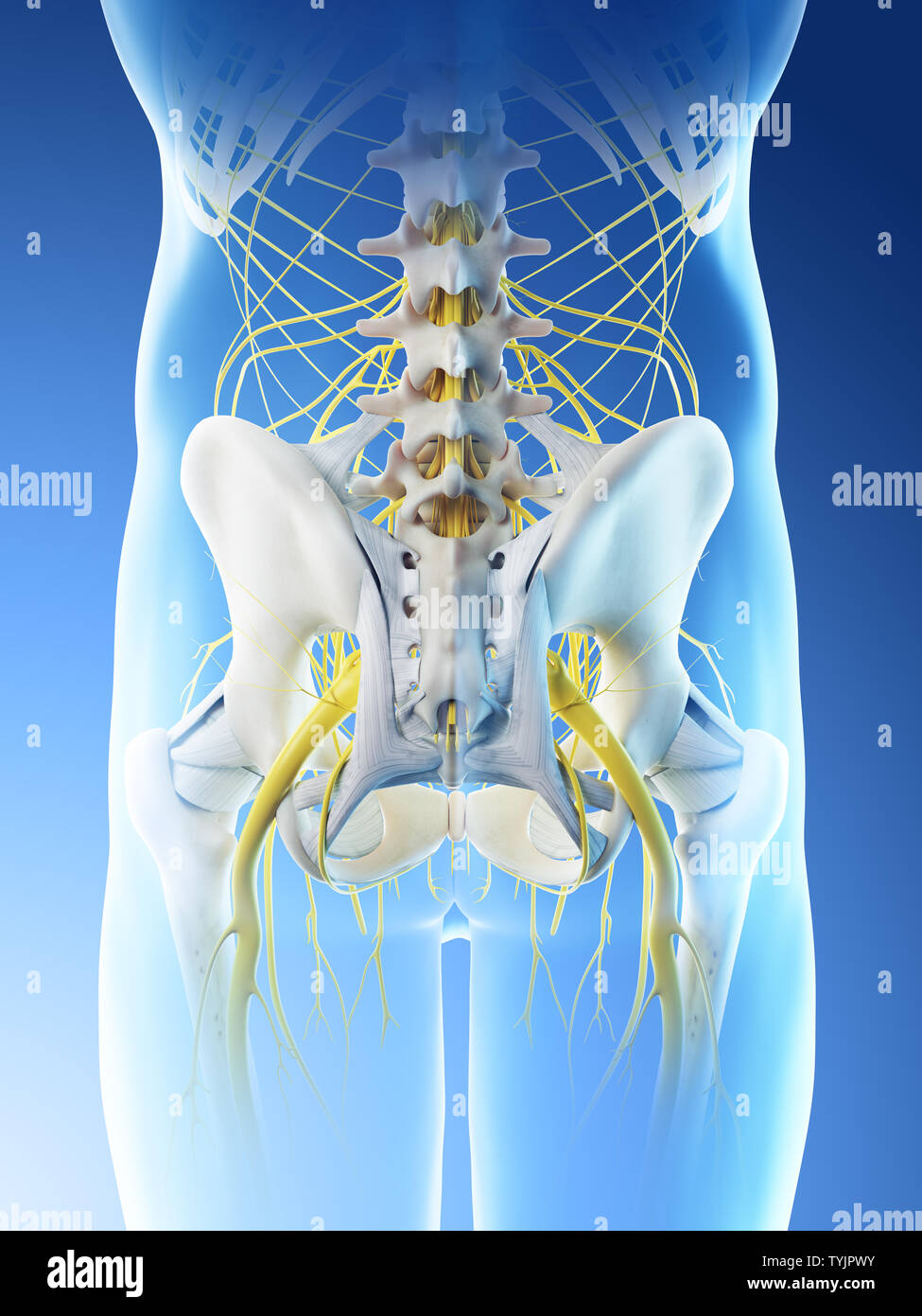 Nerves pelvis -Fotos und -Bildmaterial in hoher Auflösung - Seite 2 - Alamy