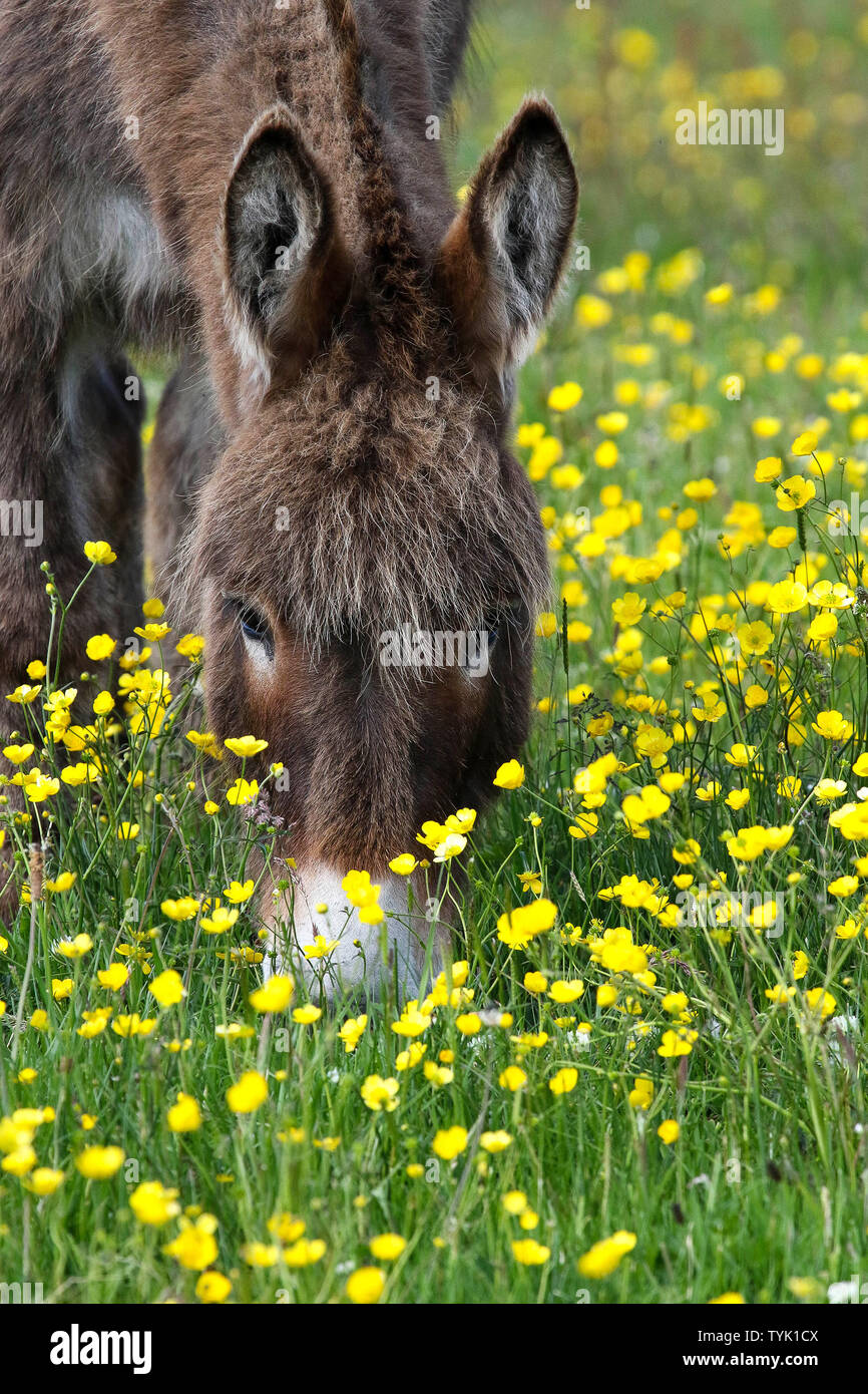 Esel essen butterblumen -Fotos und -Bildmaterial in hoher Auflösung – Alamy