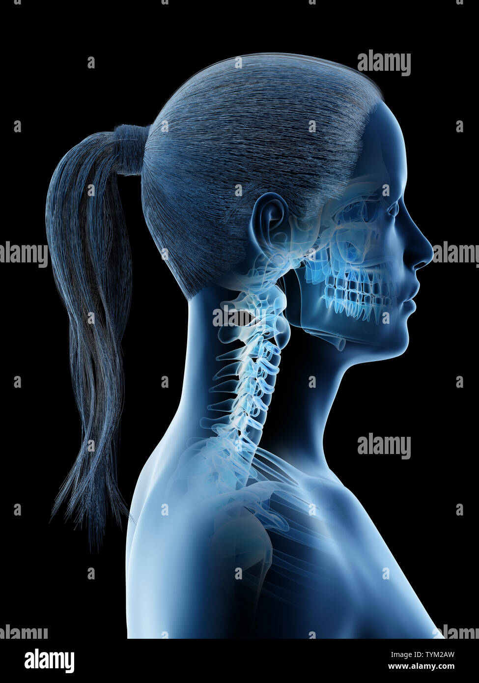 Bones of the head -Fotos und -Bildmaterial in hoher Auflösung – Alamy