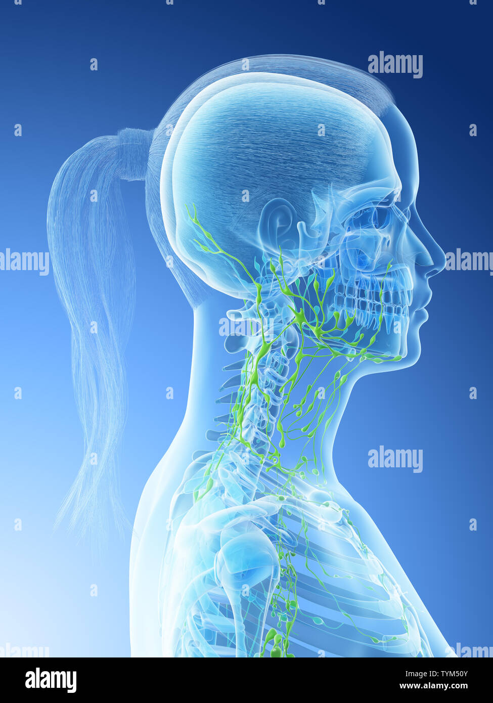 3D-Darstellung von Frauen eine lymphatische System im Kopf- und ...