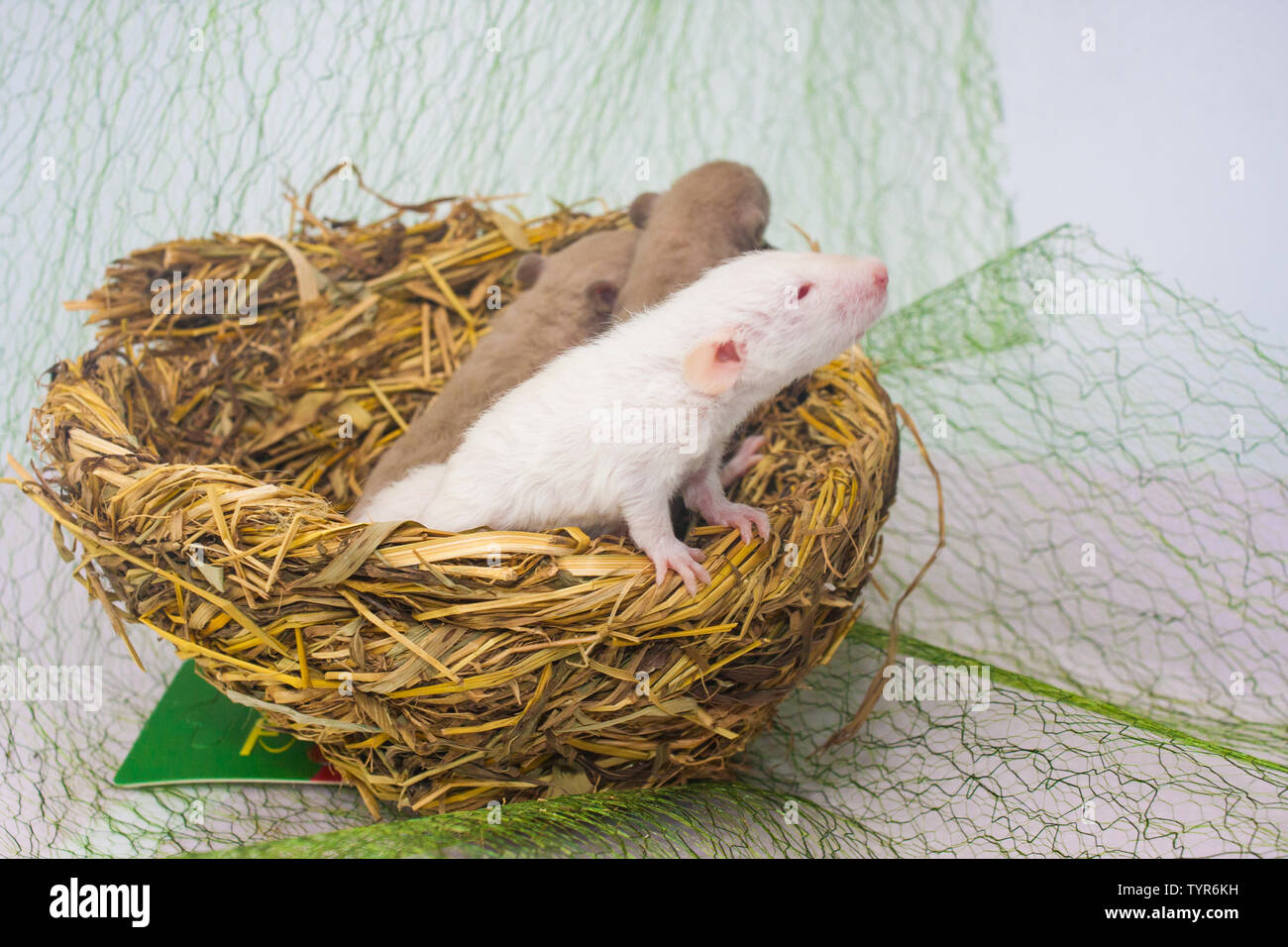 Familie von ratten -Fotos und -Bildmaterial in hoher Auflösung – Alamy