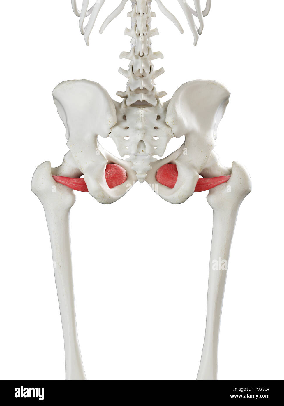 Obturator externus -Fotos und -Bildmaterial in hoher Auflösung – Alamy