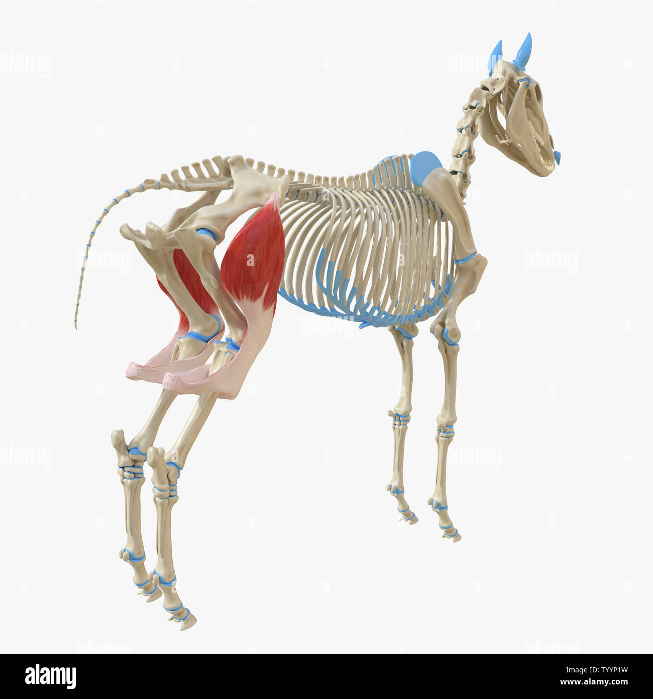 Tensor fascia lata horse -Fotos und -Bildmaterial in hoher Auflösung ...