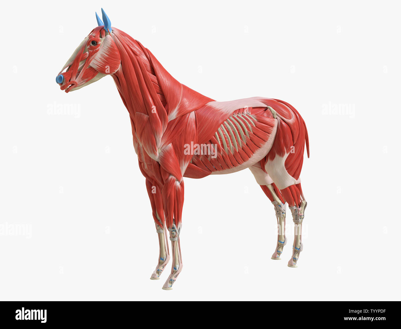 Pferd anatomie muskulatur -Fotos und -Bildmaterial in hoher Auflösung ...