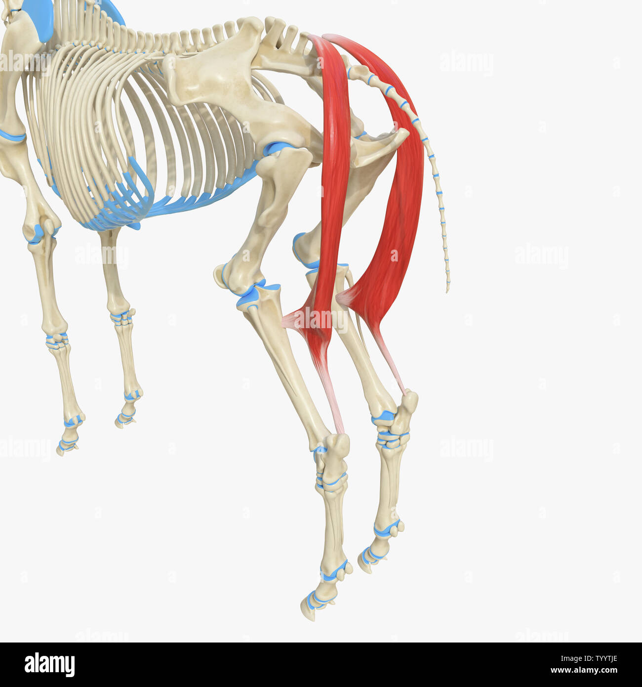 Pferd Anatomie Muskulatur Stockfotos und -bilder Kaufen - Seite 2 - Alamy