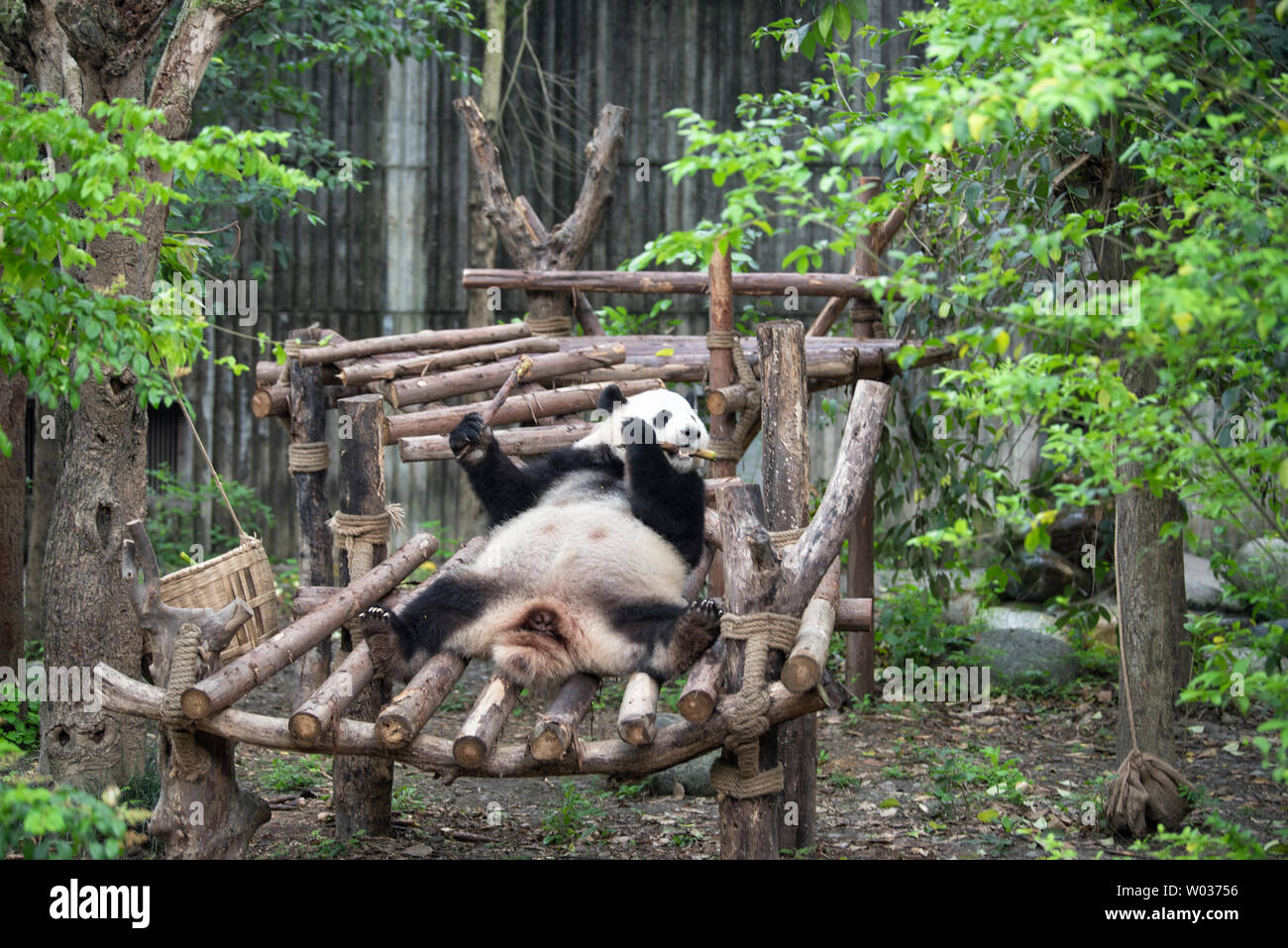 Lazy panda -Fotos und -Bildmaterial in hoher Auflösung – Alamy