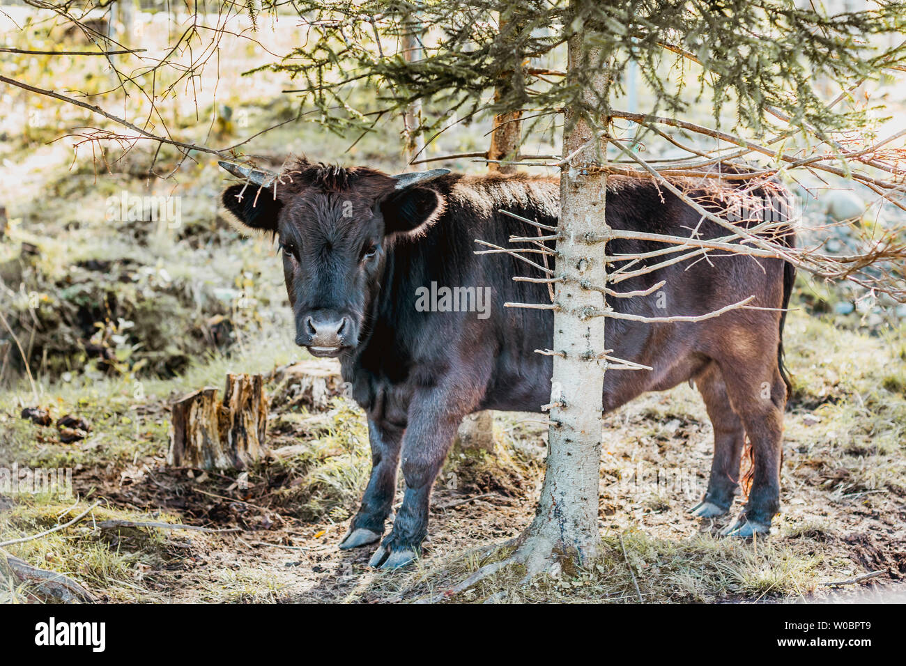 Dexter kuh dexter cow -Fotos und -Bildmaterial in hoher Auflösung – Alamy