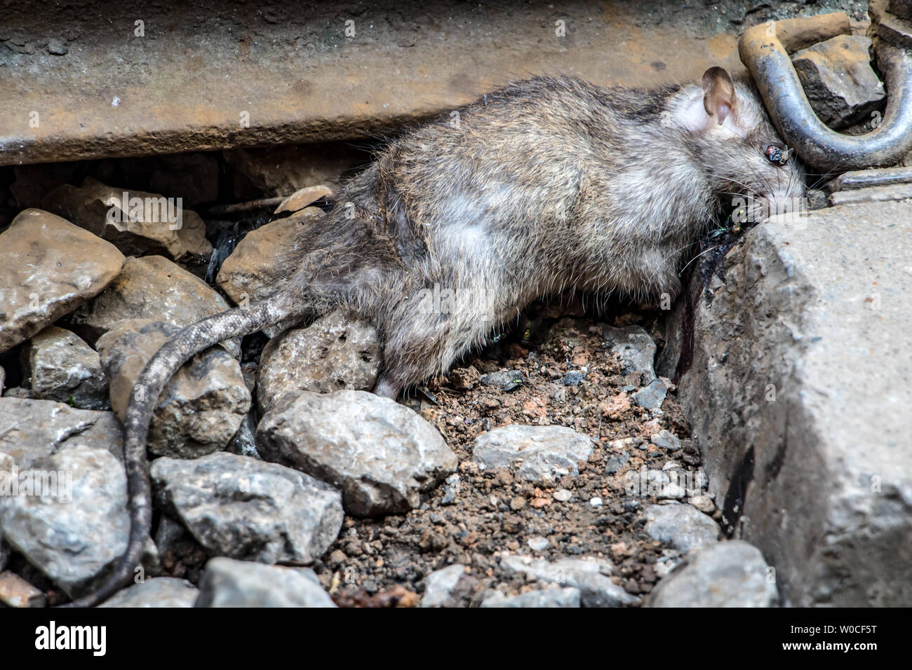 Tote spur -Fotos und -Bildmaterial in hoher Auflösung – Alamy