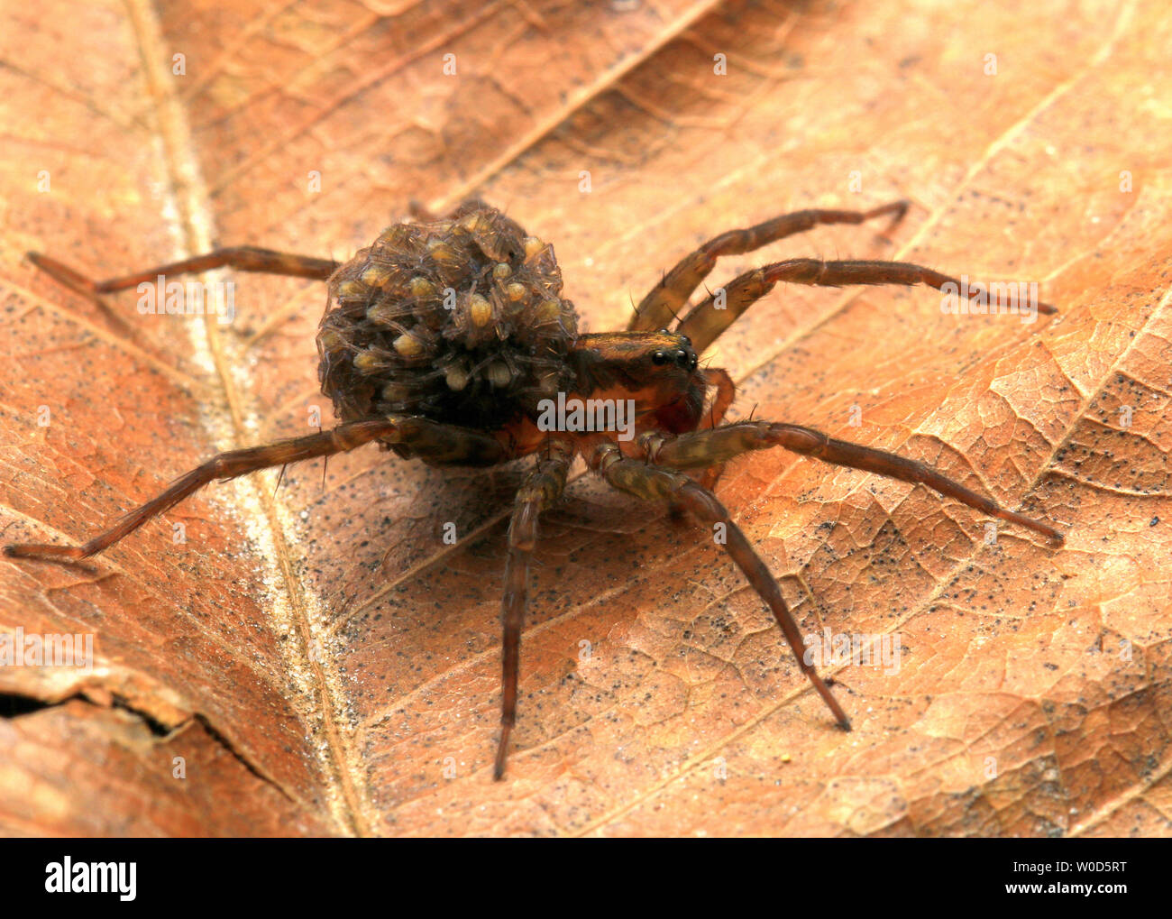 Wolf spider babies -Fotos und -Bildmaterial in hoher Auflösung – Alamy