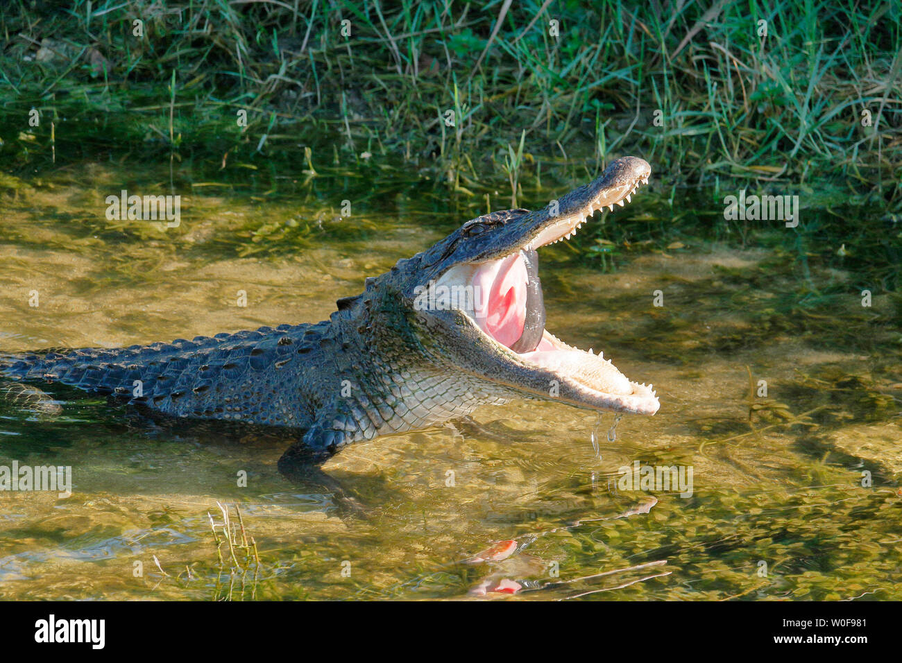 Alligator eating fish -Fotos und -Bildmaterial in hoher Auflösung – Alamy