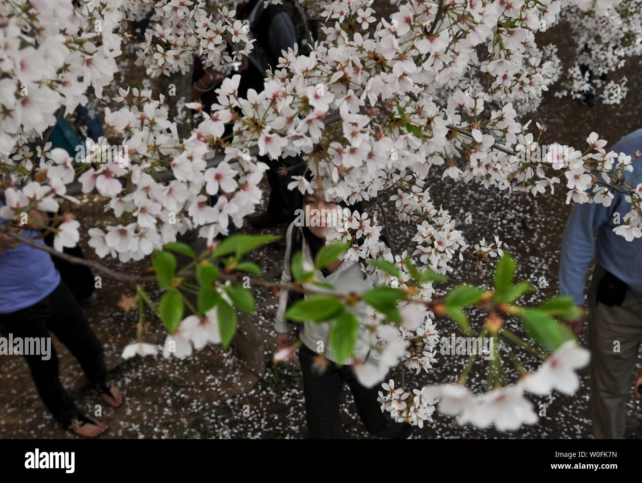 Die Menschen entlang der Tidal Basin wie die Kirschblüten in voller ...
