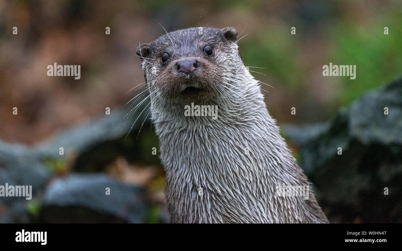 Aufrechter otter -Fotos und -Bildmaterial in hoher Auflösung – Alamy