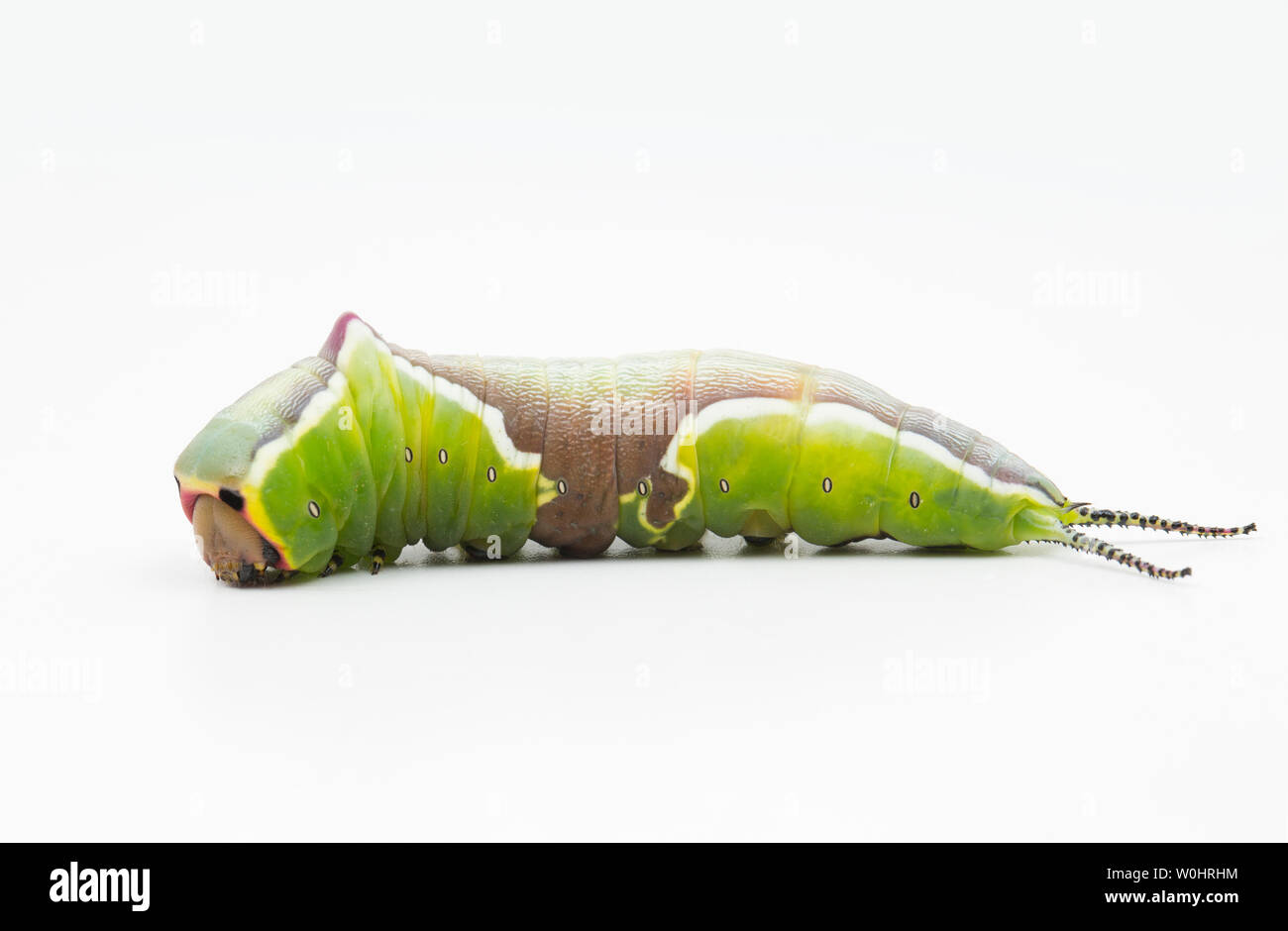 Raupe Tarnung Stockfotos und -bilder Kaufen - Alamy