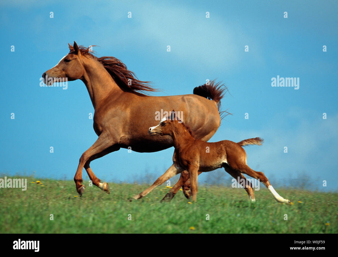 Asil arabisches pferd Stockfotos und -bilder Kaufen - Alamy