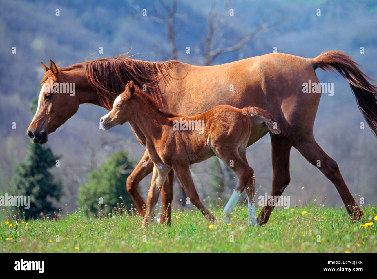 Asil arabisches pferd Stockfotos und -bilder Kaufen - Alamy