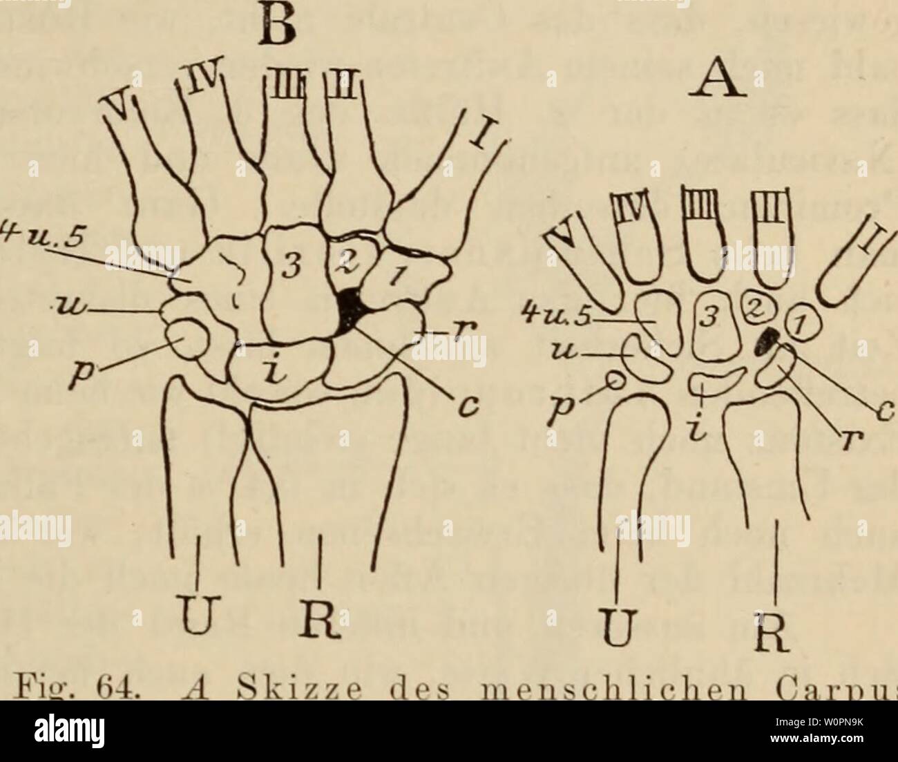 Processus styloideus -Fotos und -Bildmaterial in hoher Auflösung – Alamy