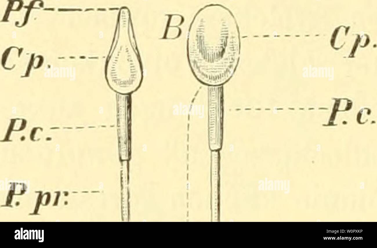 Archiv Bild von Seite 163 des von der Mensch, sein Ursprung und. Der Mensch, Sein Ursprung und ...